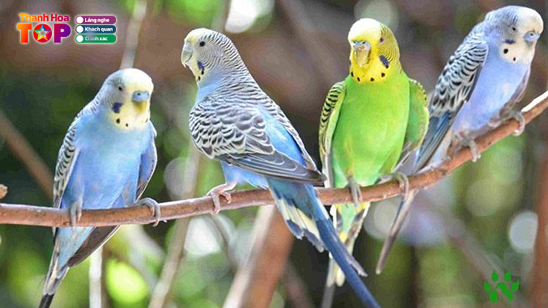 Top 5 địa chỉ bán chim họa mi Thanh Hóa hót cực hay